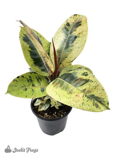 Ficus Elastica 'Shivereana Moonshine' (4 Inch Pot) Terrarium Plant by ...