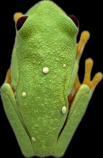 Panamanian Red-Eyed Tree Frogs - Agalychnis Callidryas (Individually ...