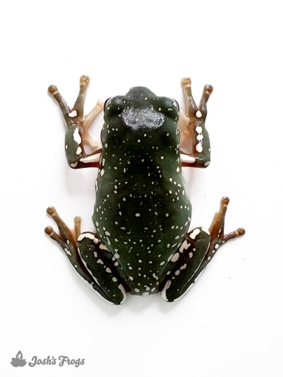 Super Snowflake White's Tree Frog - Litoria Caerulea (Captive Bred) by Josh's Frogs