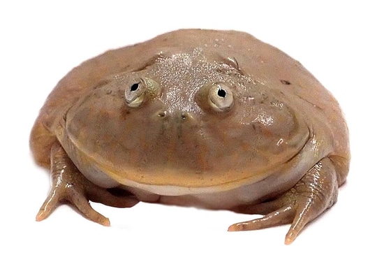 Budgett's Frog - Lepidobatrachus Laevis (Captive Bred) Other Frog by ...