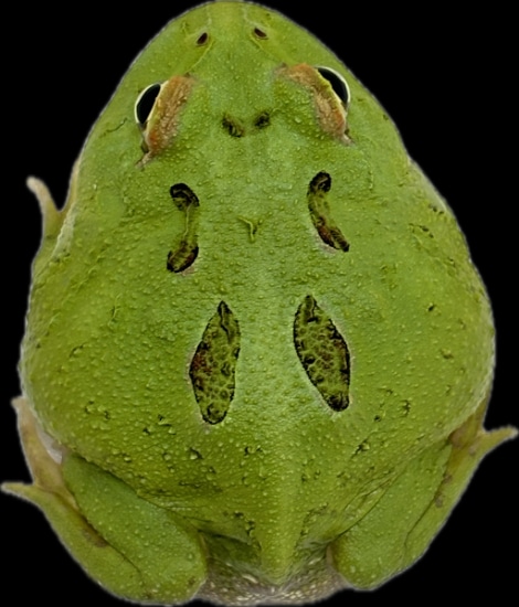 Pac-Man Frog - Ceratophrys Cranwelli (Individually Pictured) - Matcha ...