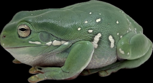 White's Tree Frogs - Litoria Caerulea (Individually Pictured ...