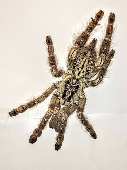 Togo Starburst Baboon Tarantula - Heteroscodra Maculata by Josh's Frogs