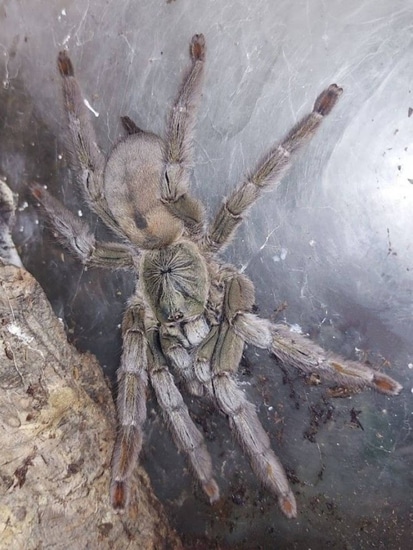 Adult Female Trinidad Chevron - Psalmopoeus Cambridgei Tarantula by ...