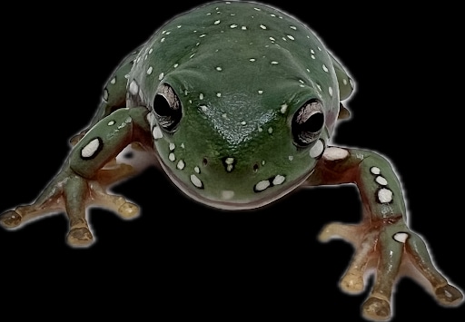 Super Snowflake White's Tree Frog - Litoria Caerulea (Individually ...