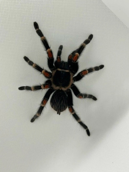 Adult Female Mexican Flame Knee - Brachypelma Auratum Tarantula by Josh ...