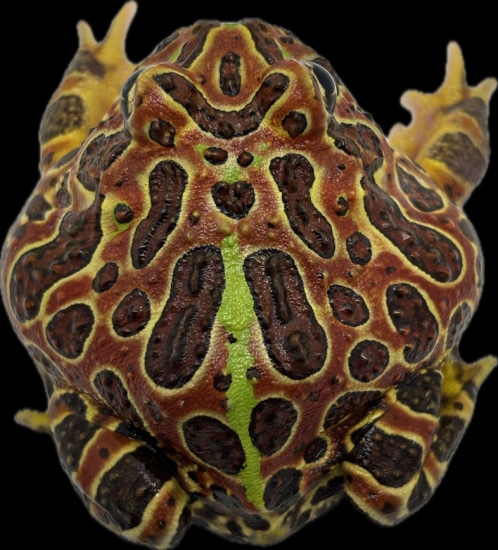 Pac-Man Frogs - Ceratophrys Cranwelli (Individually Pictured) - High ...