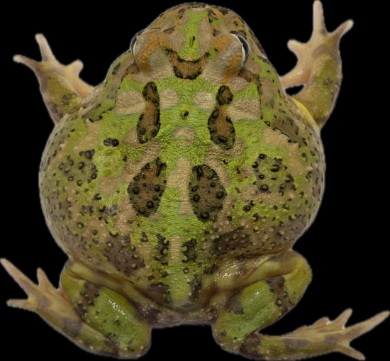 Pac-Man Frogs - Ceratophrys Cranwelli (Individually Pictured) - Camo ...