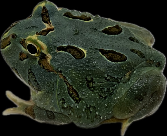 Pac-Man Frogs - Ceratophrys Cranwelli (Individually Pictured) - Blue ...