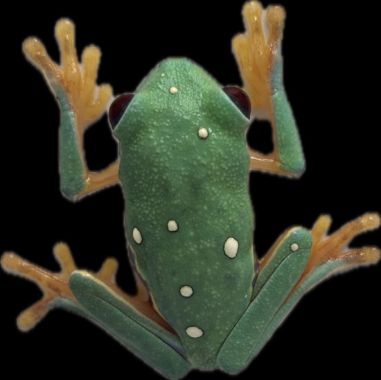 Panamanian Red-Eyed Tree Frogs - Agalychnis Callidryas (Individually ...