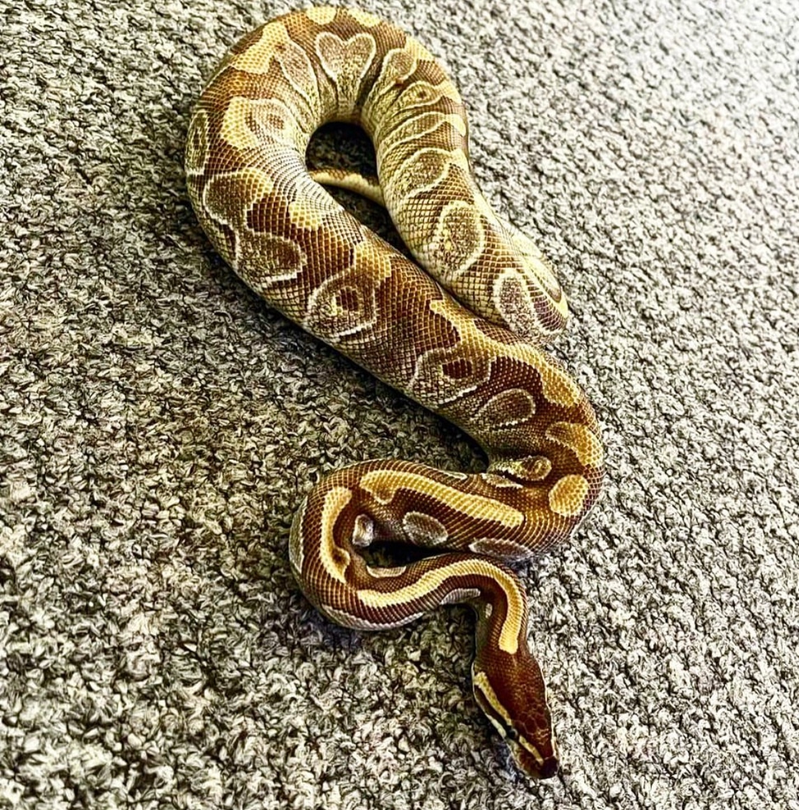 GHI Enchi Ball Python by Prickly Pythons - MorphMarket