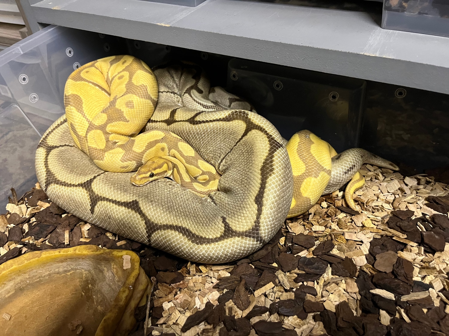 Banana Enchi Ball Python by Prickly Pythons - MorphMarket