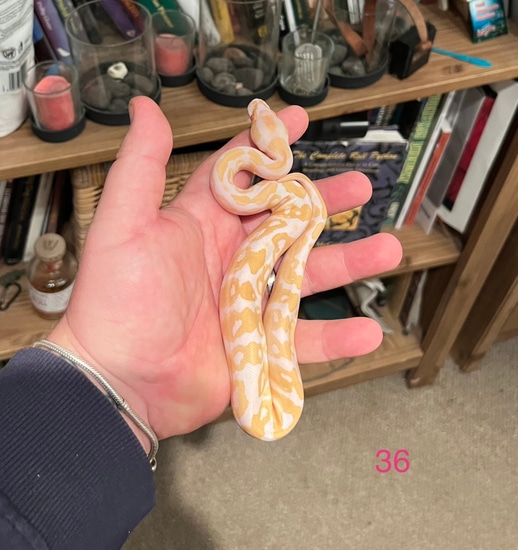 Albino Het Pied Ball Python by Prickly Pythons