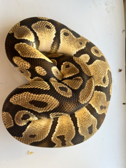 Orange Dream Het Clown Het Genetic Stripe Ball Python By Prickly Pythons 