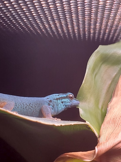 MALE Electric Blue Day Gecko by Josh's Exotic Reptiles