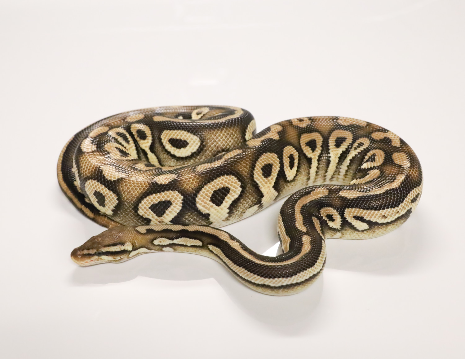 Pastel Mystic Ball Python by Genetex Reptiles - MorphMarket