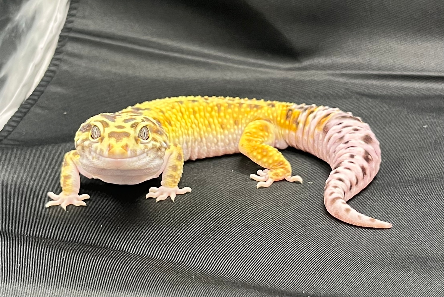 Extreme Emerine Pos Het Eclipse Leopard Gecko by Pick Reptiles Inc ...