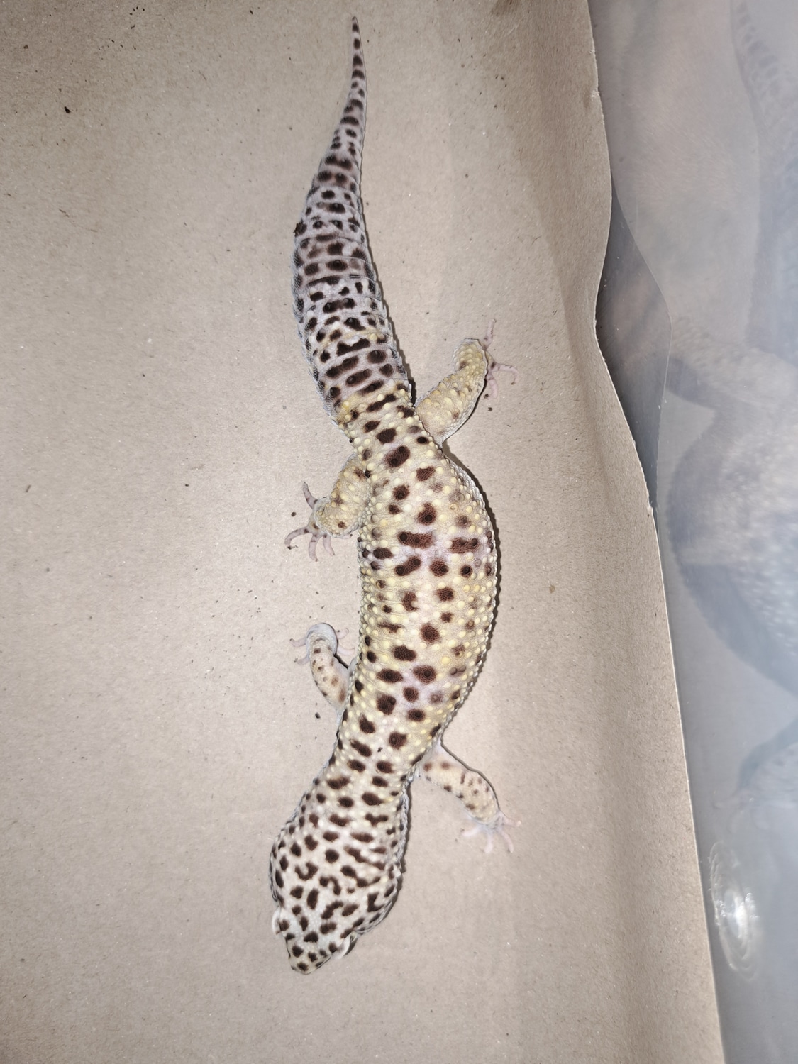 Normal Leopard Gecko by Joshua exotic pets - MorphMarket