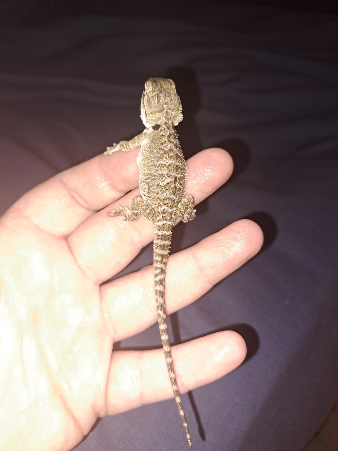 Female Berarded Dragons For Sale Central Bearded Dragon by Joshua ...