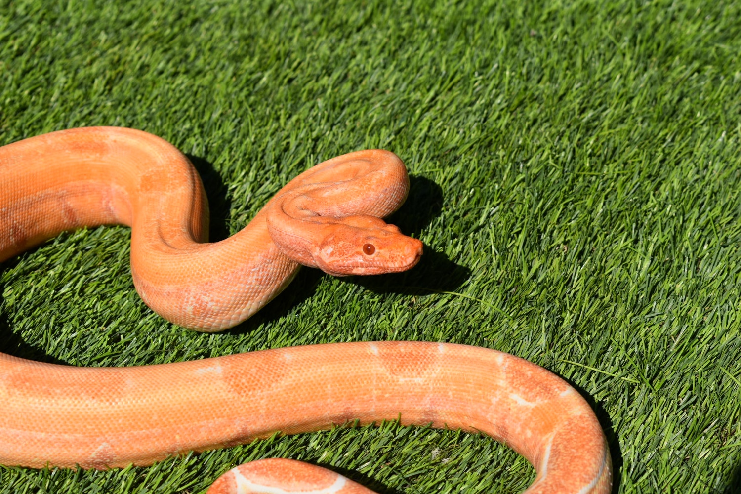 Poss Super Sundragon Jungle Boa Constrictor by Joshi verhelst - MorphMarket