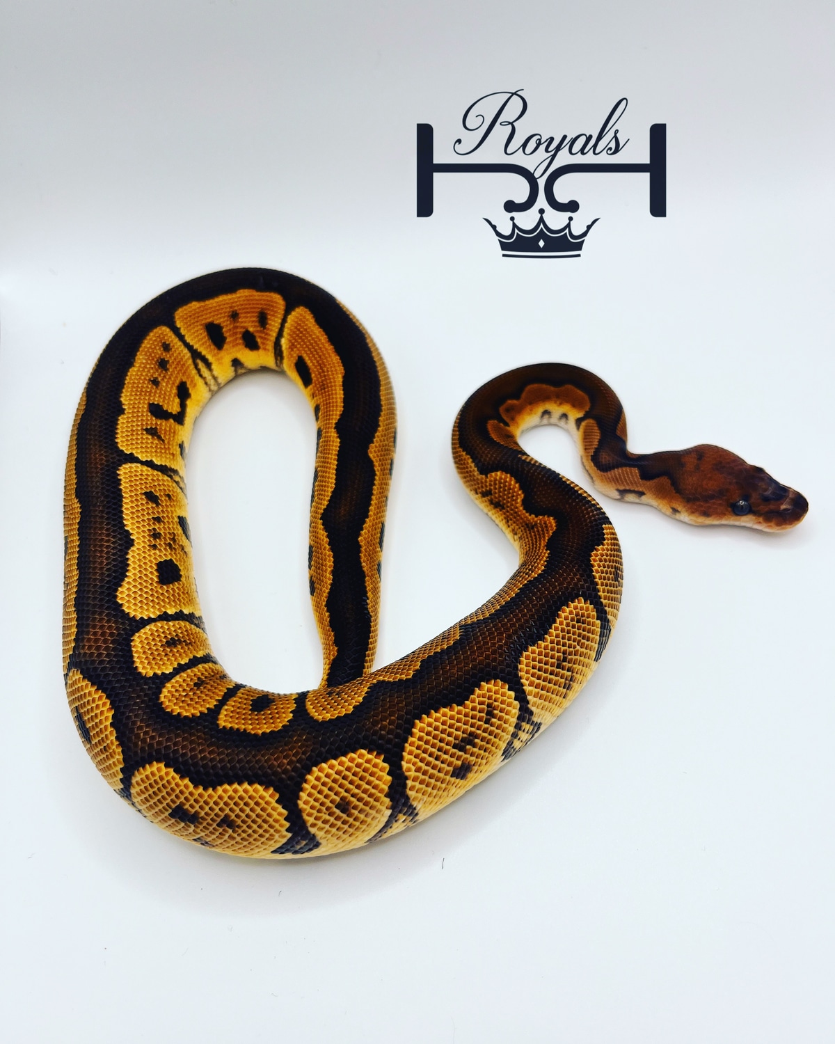 JJ Royals's Collection - MorphMarket