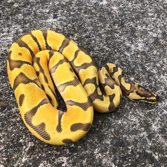 OD Super Enchi Hypo Ball Python by Don Royal Reptiles