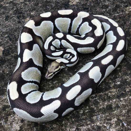 DG Het Caramel Ball Python by Don Royal Reptiles
