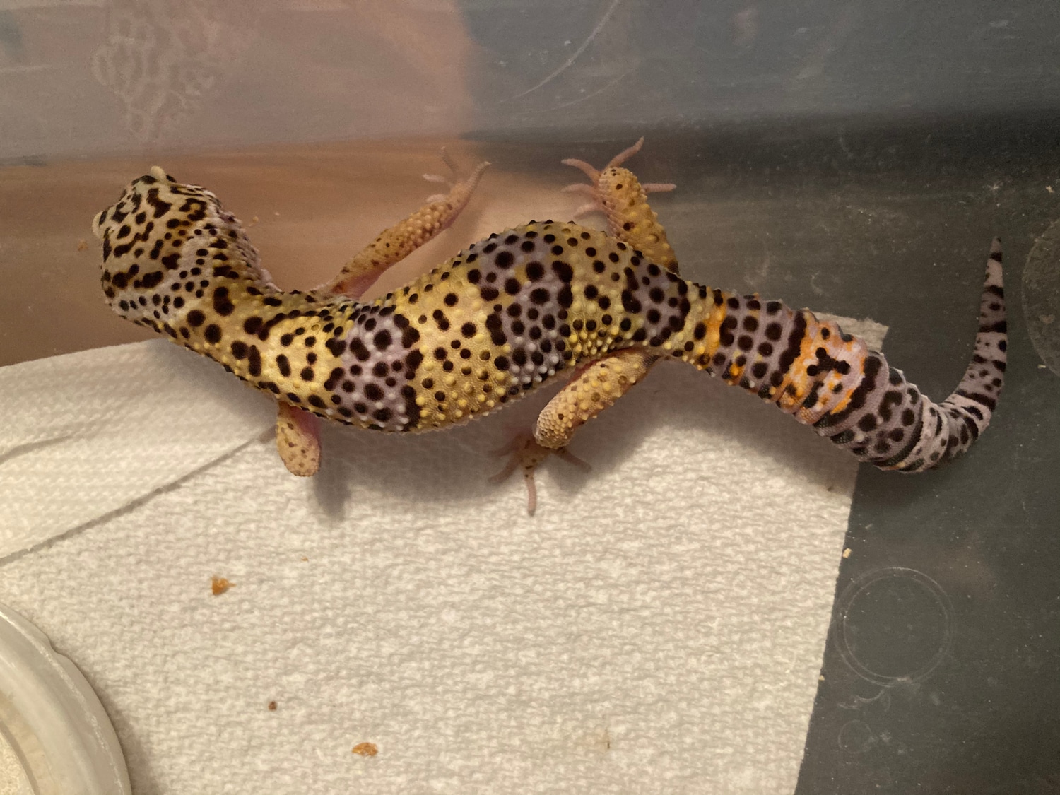 High Yellow Leopard Gecko by Stay Weird Exotics LLC - MorphMarket