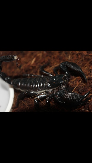 Emperor Scorpions by Stay Weird Exotics LLC