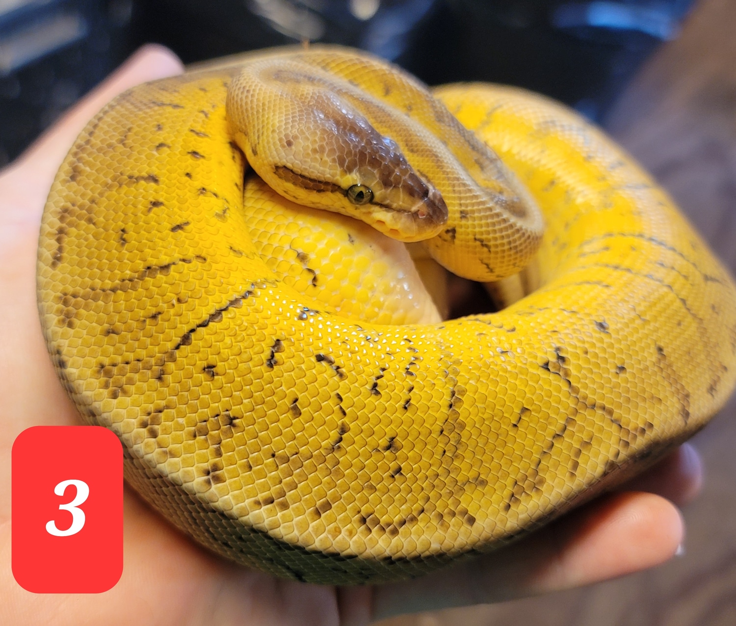 Super Blast Leopard Het Piebald Ball Python by 3rd Coast Reptile ...