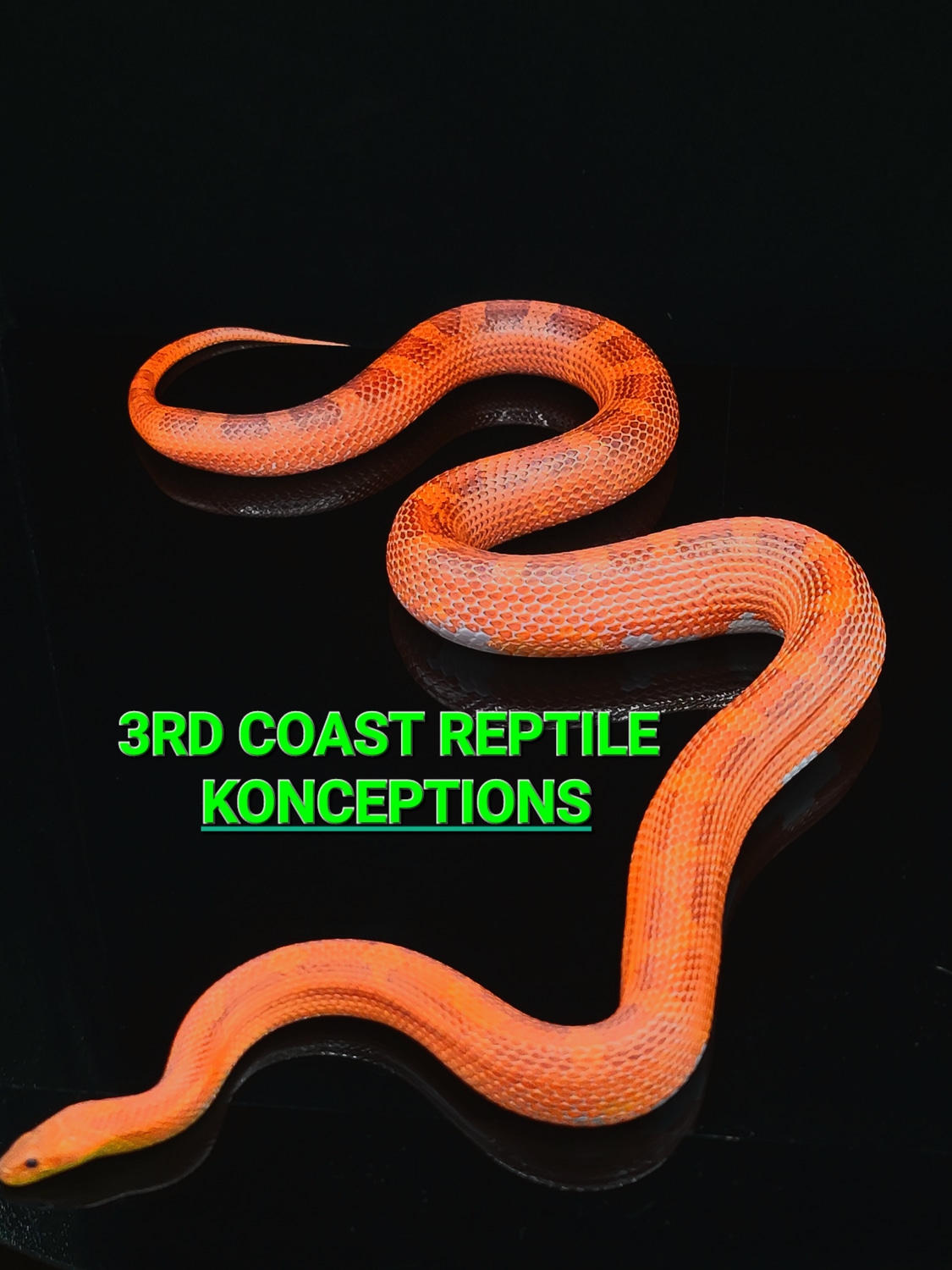 Blood Red Pied Sided Corn Snake by 3rd Coast Reptile Konception ...