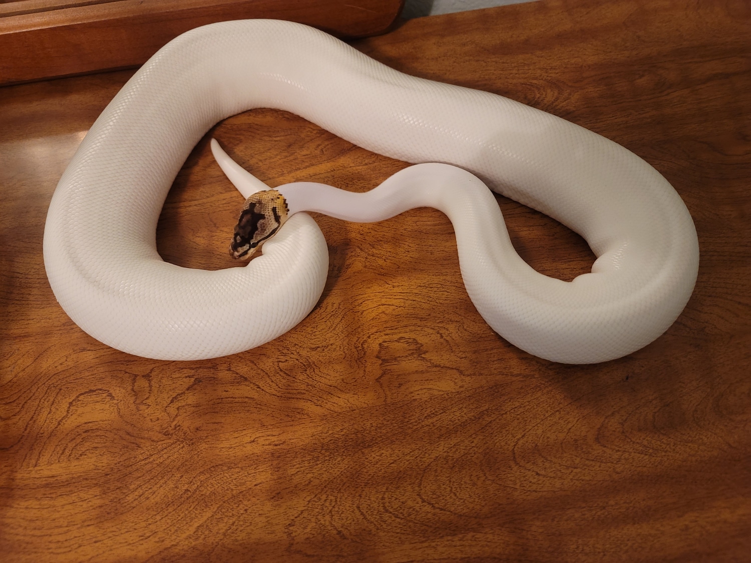 Het Pied Spied Ball Python by 3rd Coast Reptile Konception - MorphMarket