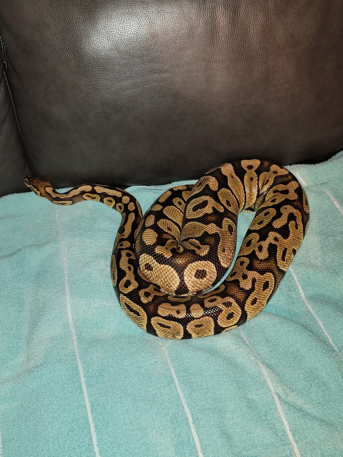 Super Pastel, Leopard Ball Python by 3rd Coast Reptile Konception ...