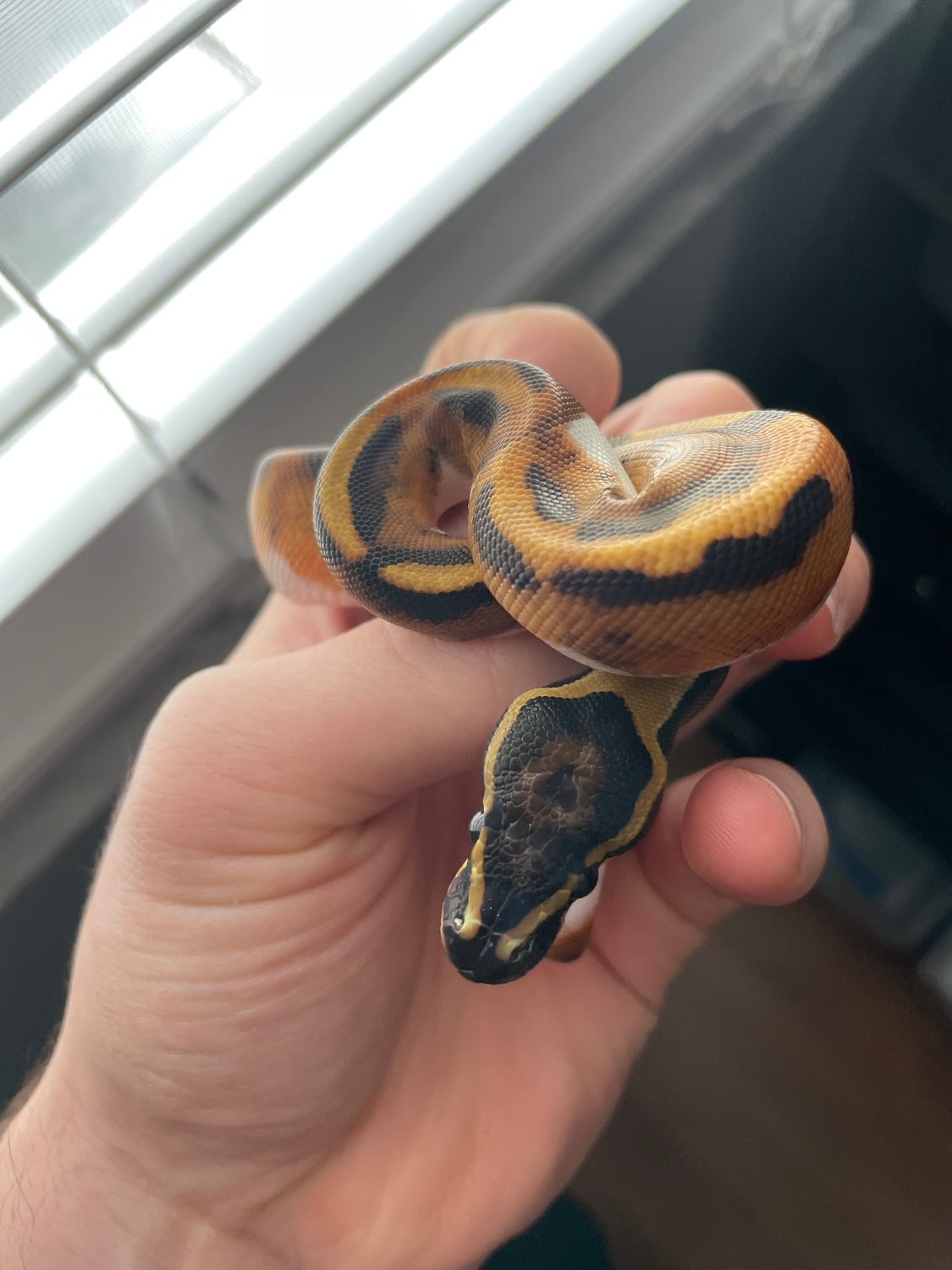 2022 Scaleless Head Pied Male Ball Python by Evolved Reptiles - MorphMarket