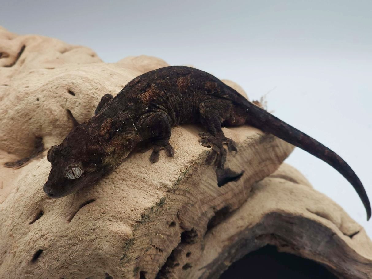 Chahoua Gecko by Evolved Reptiles - MorphMarket