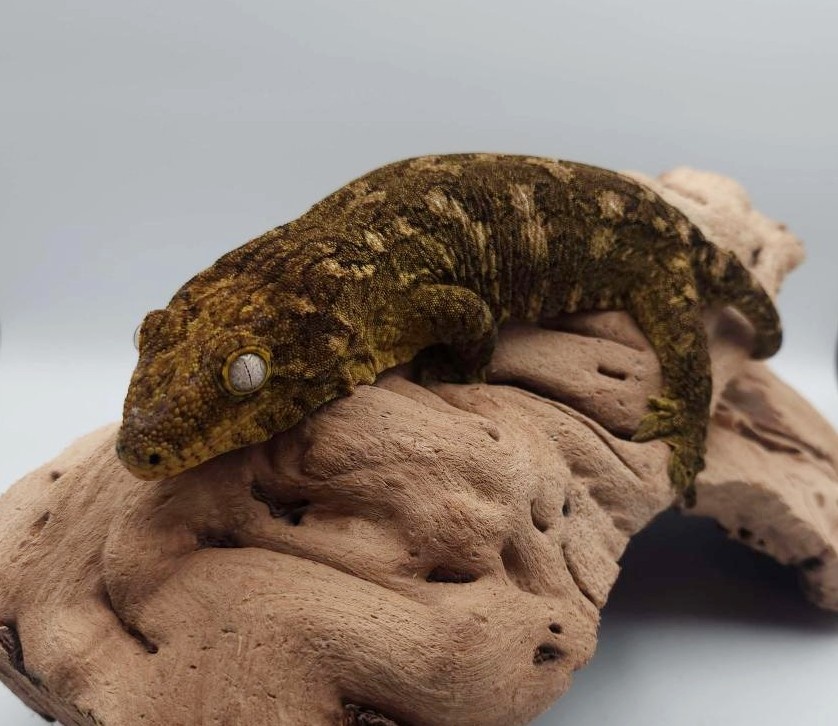 Adult RTB Female Leachie Leachianus Gecko by Evolved Reptiles - MorphMarket