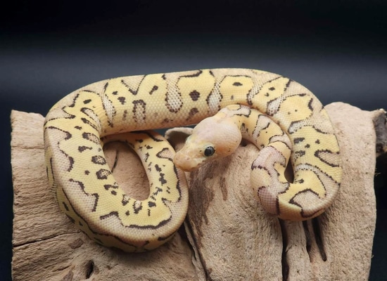 Super Pastel Orange Dream Clown Ball Python by Evolved Reptiles