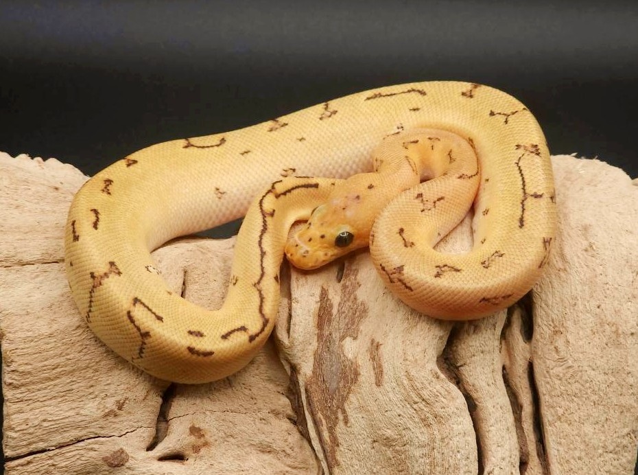 Pastel Orange Dream Pinstripe Clown Ball Python by Evolved Reptiles ...