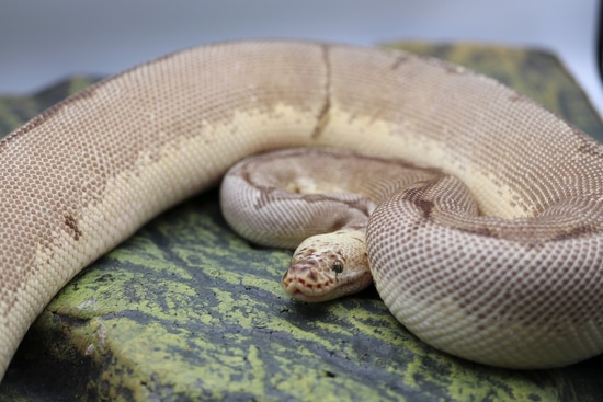 Clown Bee Ball Python by Evolved Reptiles