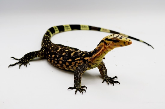 *SHIPPED* CBB Pure Cumingi Yellow Headed Monitor Water Monitor by ...