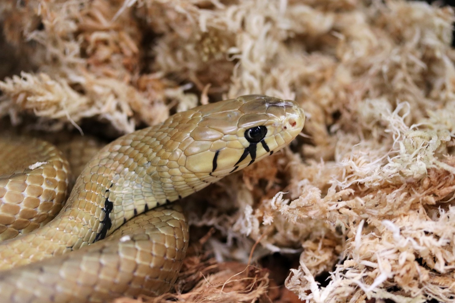 Blacktail Cribo Indigo Snake by Evolved Reptiles - MorphMarket