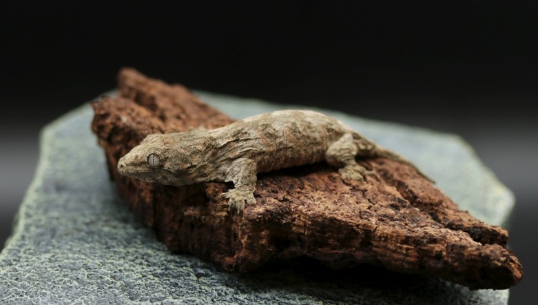 GTX Leachie Gecko Leachianus Gecko by Evolved Reptiles - MorphMarket