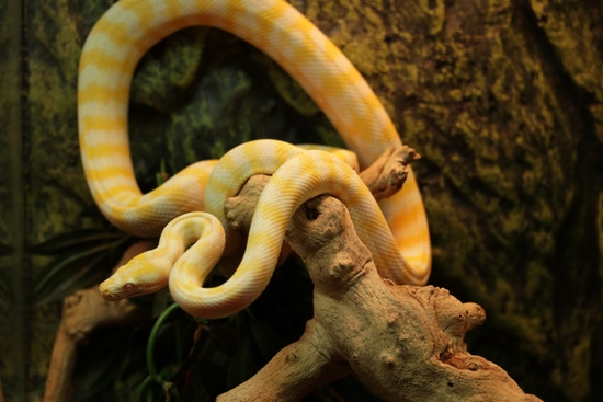 Albino Darwin's Carpet Python Darwin Carpet Python by Evolved Reptiles
