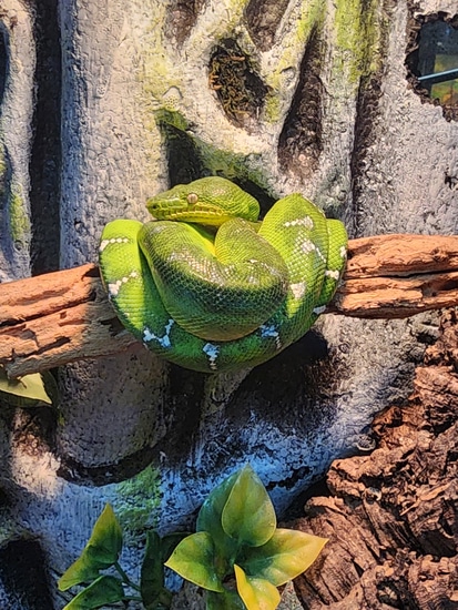 Emerald Tree Boa Northern Emerald Tree Boa by Evolved Reptiles