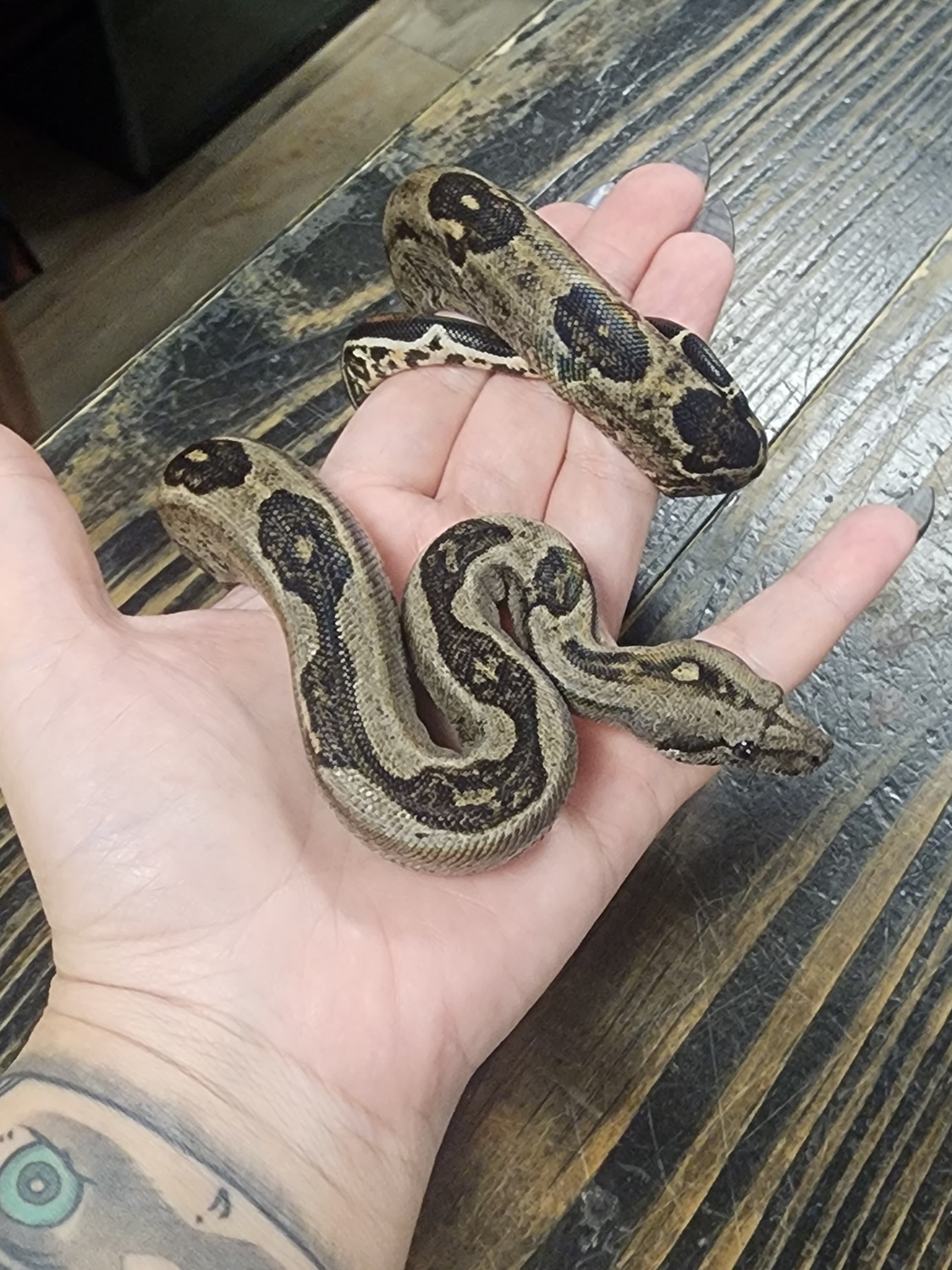 Unique Costa Rican Boa Boa Constrictor by Evolved Reptiles - MorphMarket