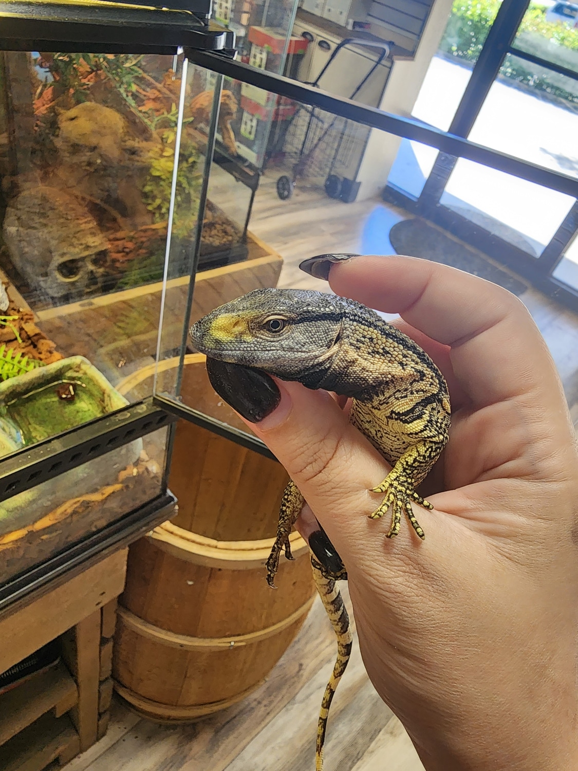 Baby Black Throat Monitor Black-Throated Monitor by Evolved Reptiles ...