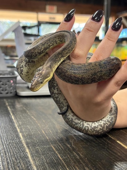 Timor's Macklot Python Macklot's Python by Evolved Reptiles