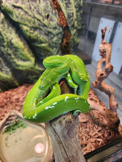 Aru Green Tree *SHIPPED* Green Tree Python by Evolved Reptiles