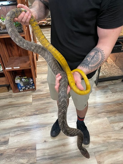 Friendly Yellowtail Cribo High Yellow Cribo & Indigo Snakes by Evolved ...