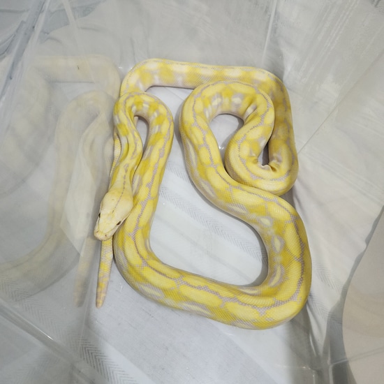 75% Superdwarf (Kayuadi) Purple Tiger Snow Reticulated Python by Snakey Js